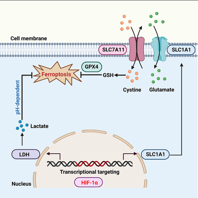 Cell Reports丨HIF-1α 通过促进乳酸产生和激活 SLC1A1 来驱动实体瘤对铁死亡的抵抗 - 知乎