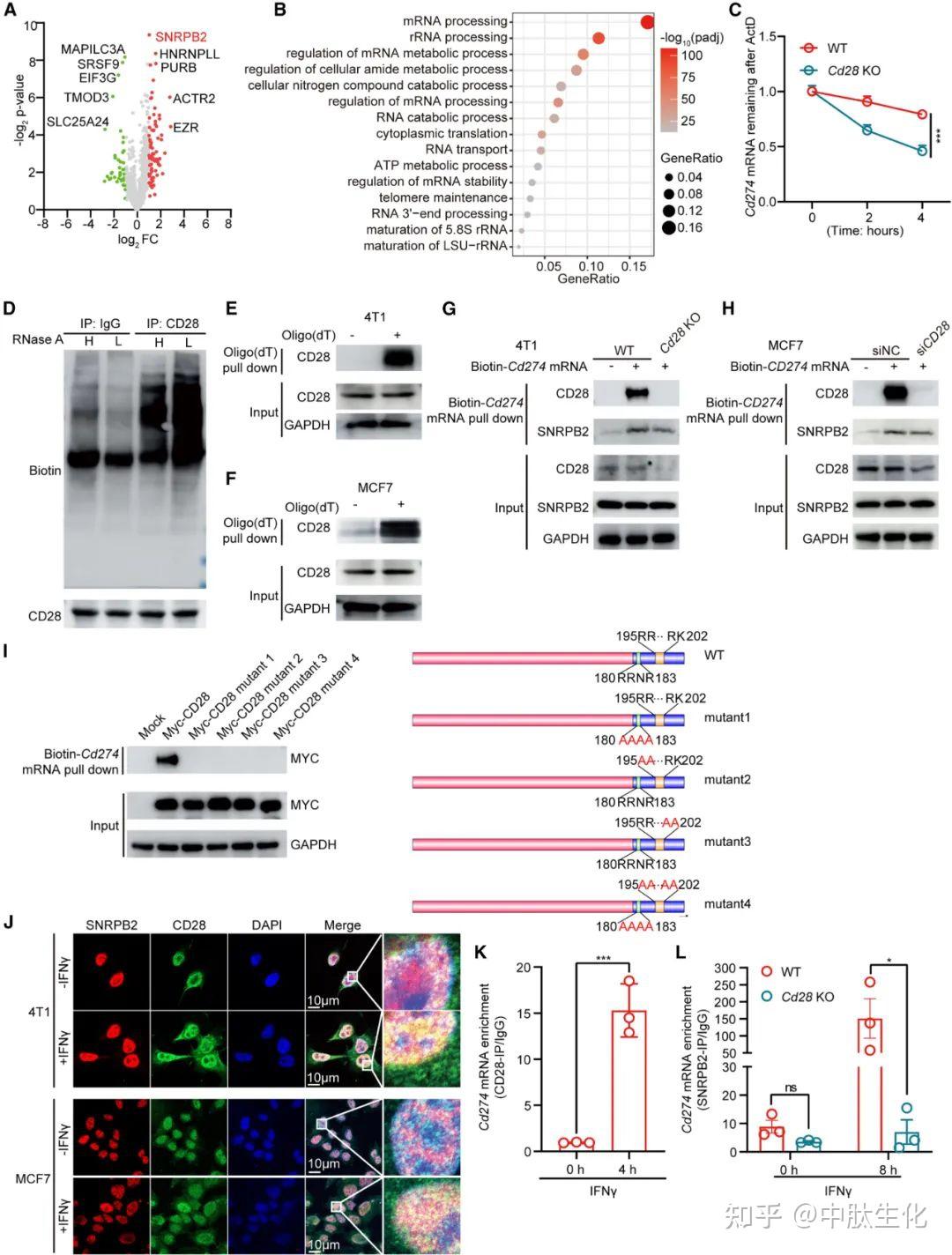 《癌细胞》：南开大学团队揭示乳腺癌细胞“化用”共刺激分子CD28，上调PD-L1表达实现免疫逃逸的机制！ - 知乎