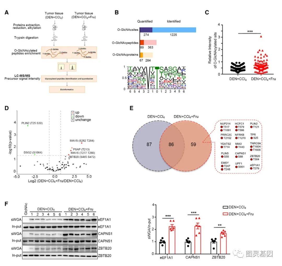 Cell Metab | 重庆医科大学黄爱龙团队：高糖饮食促进肝癌进展 - 知乎