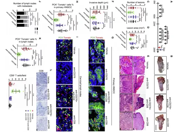 CD276 (B7-H3)：HNSCC免疫治疗的独特靶点 - 知乎