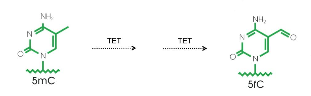 5fC DNA甲酰基胞嘧啶测序 - 知乎