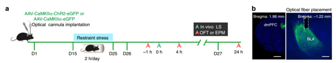 【文献解读】mPFC-杏仁核介导焦虑 - 知乎
