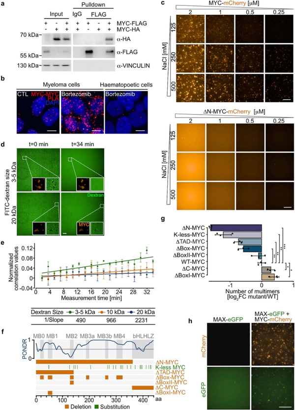 Nature | MYC家族蛋白是癌细胞基因组守护者 - 知乎