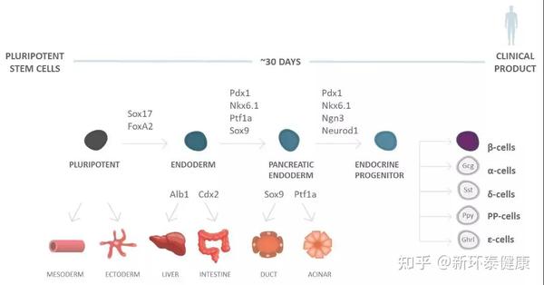 全球首例再生胰岛β细胞的背后：iPSc、10亿美元，和永不放弃的科学家父亲 - 知乎