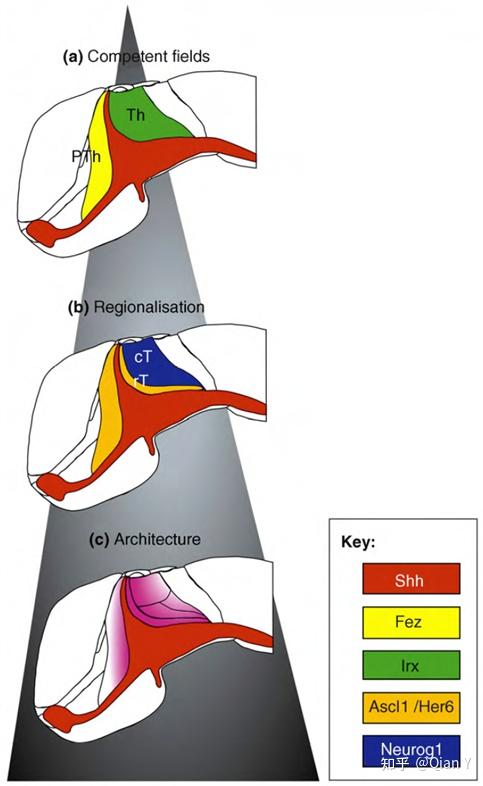 丘脑(Thalamus)之门 - 知乎