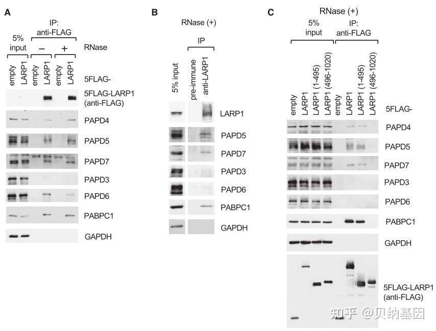 Poly(A)尾研究文献解读｜TOP mRNA poly(A)尾长和核糖体装载的mTOR和LARP1依赖性调节 - 知乎