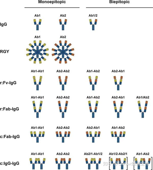 新技术加速抗体研发｜Genentech四价双表位抗体实现TNFRSF内在激动活性 - 知乎
