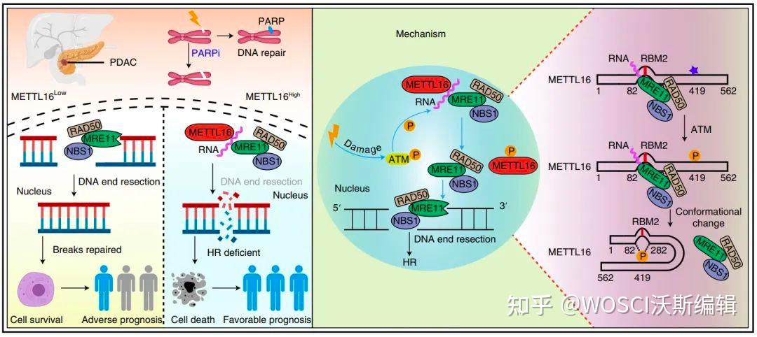 Nature Cancer | 揭示METTL16在胰腺导管腺癌中介导DNA同源修复的作用 - 知乎