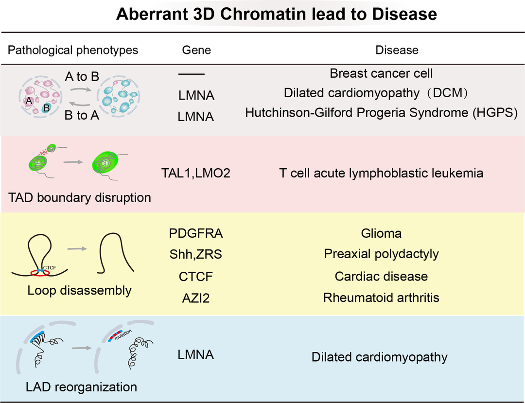 Life Med 综述 | 染色质三维结构，相分离和疾病 - 知乎