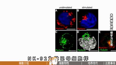 NK-92细胞培养，人自然杀伤细胞培养攻略 - 丰晖生物 - 知乎