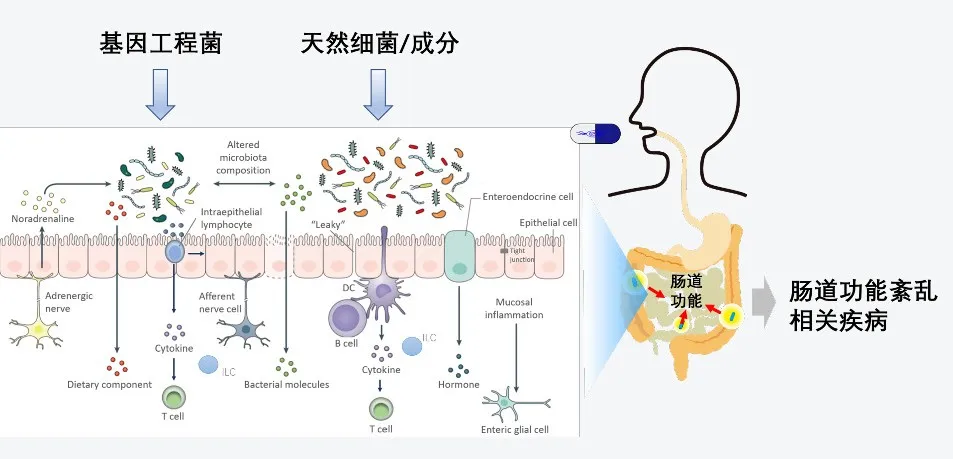 跨越世纪的细菌疗法再掀浪潮，专家：合成生物学将助其进入新阶段 - 知乎
