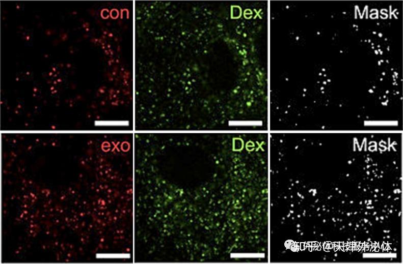 文献解读：一个表格让你全懂PKH标记外泌体！ - 知乎