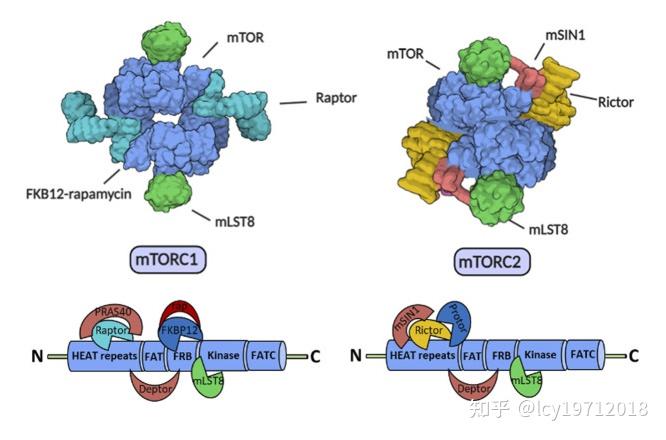 mTOR信号通路（一） - 知乎