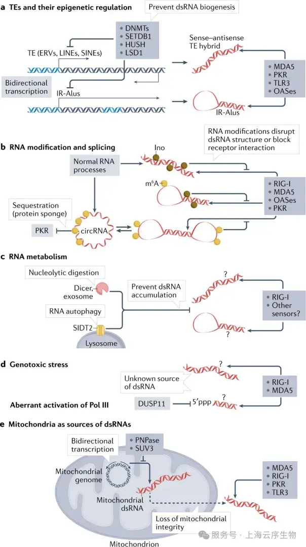 云序新品丨为何Nature/Cell争相聚焦dsRNA？一文揭秘顶刊标配技术dsRIP-Seq - 知乎
