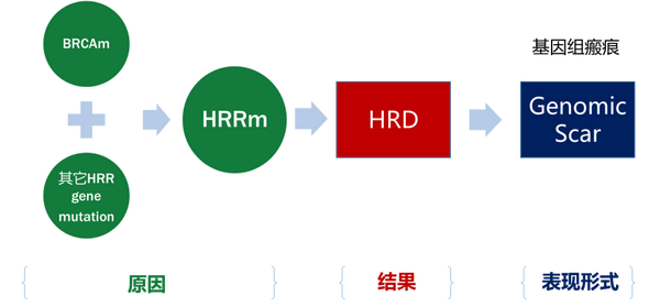 干货满满 | 傻傻分不清楚HRR、HRD、GS到底是什么关系？ - 知乎