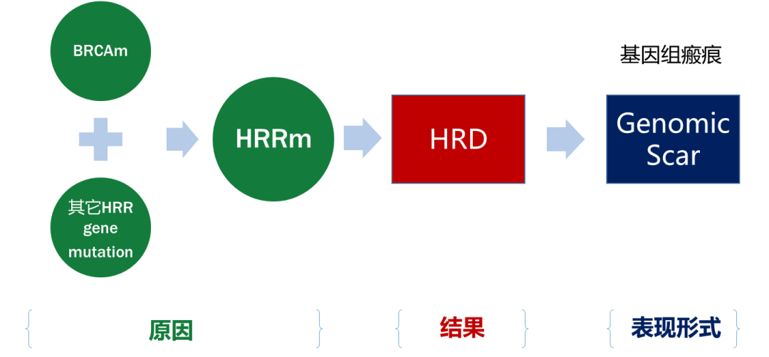 干货满满 | 傻傻分不清楚HRR、HRD、GS到底是什么关系？ - 知乎