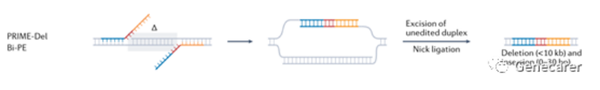精确和高适用性基因编辑方法Prime Editor 综述介绍（2） - 知乎