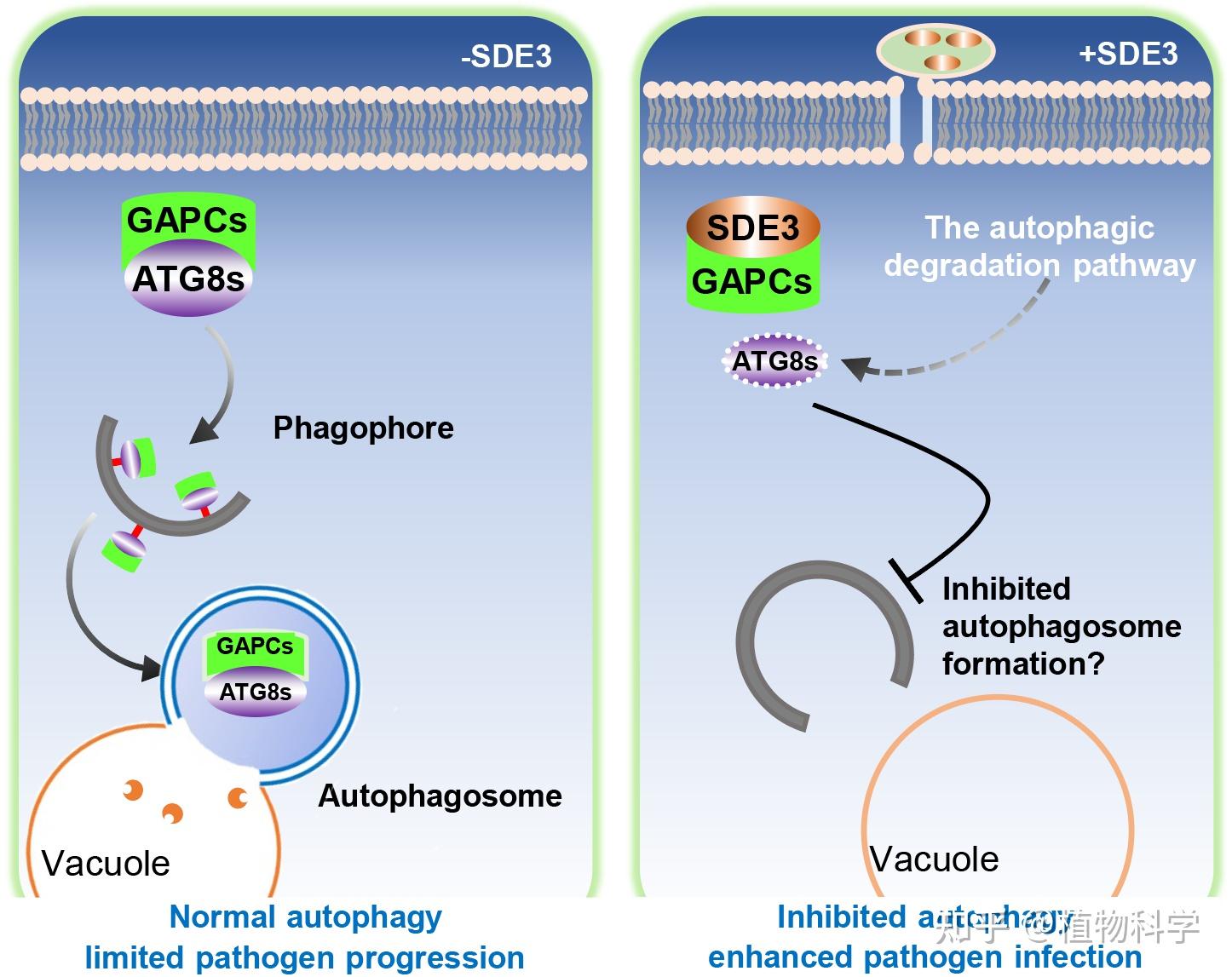 Autophagy | 上海师范大学乔永利课题组揭示自噬调控柑橘黄龙病发生的分子机理 - 知乎