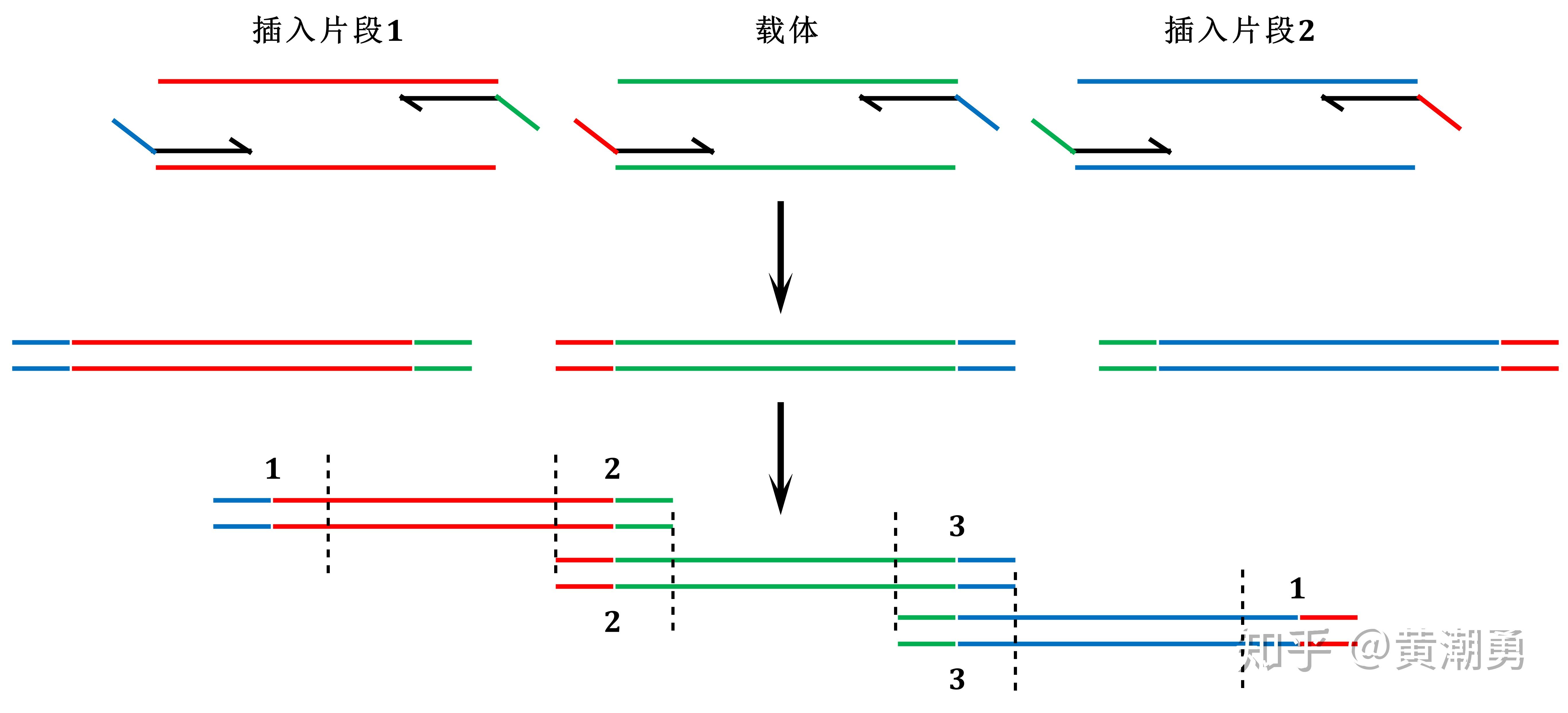 你每天用到的Gibson组装，你真的弄懂了吗？ - 知乎