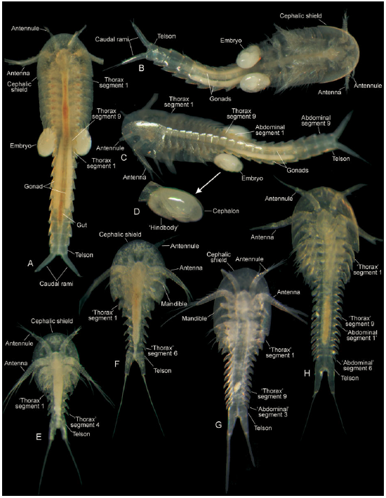 【地球演义】聊聊节肢动物的分类 - 知乎