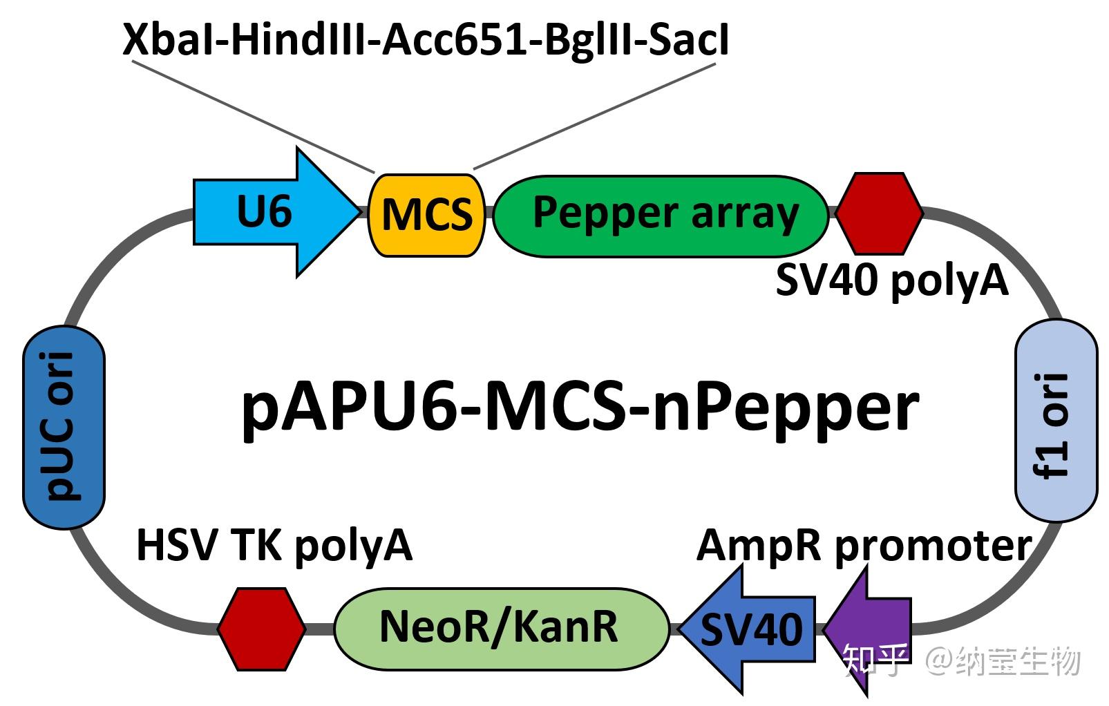 表达Pepper的质粒有哪些？怎么选择？ - 知乎