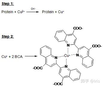 BCA 测蛋白浓度的原理 - 知乎