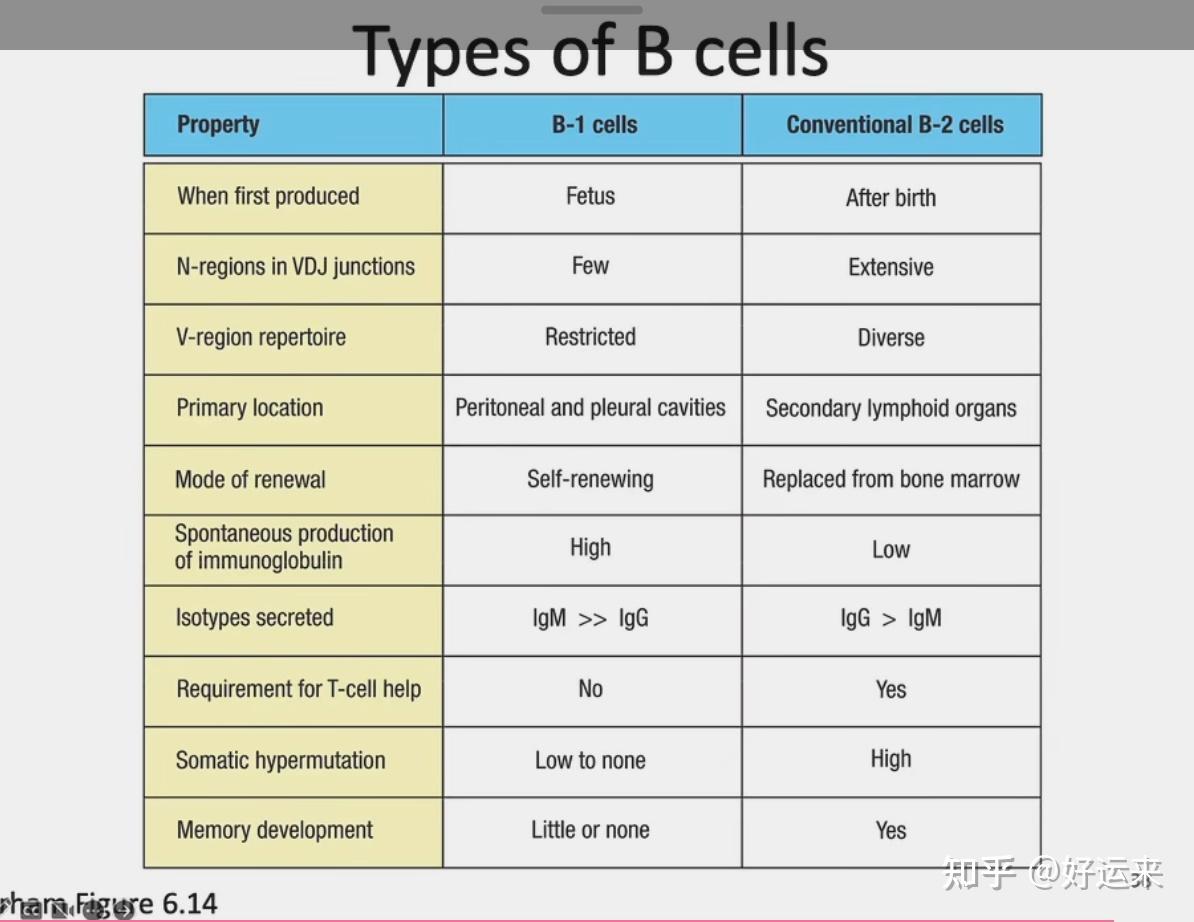 B细胞发育与选择2 - 知乎