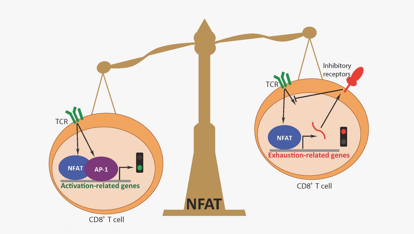 一文搞定|活化的T细胞核内因子(NFAT)的结构及其功能 - 知乎