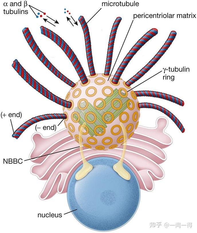 非膜性细胞器及细胞质基质的主要结构和功能 - 知乎