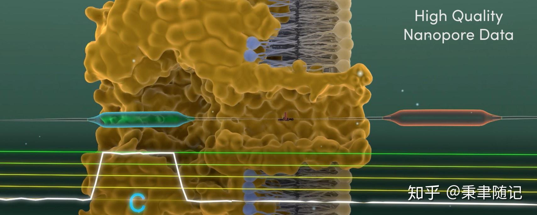 Stratos genomics的纳米孔三代测序平台 - 知乎
