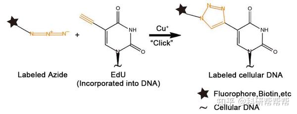 MTT、CCK8、EdU…那么多细胞增殖检测方法怎么选？！ - 知乎