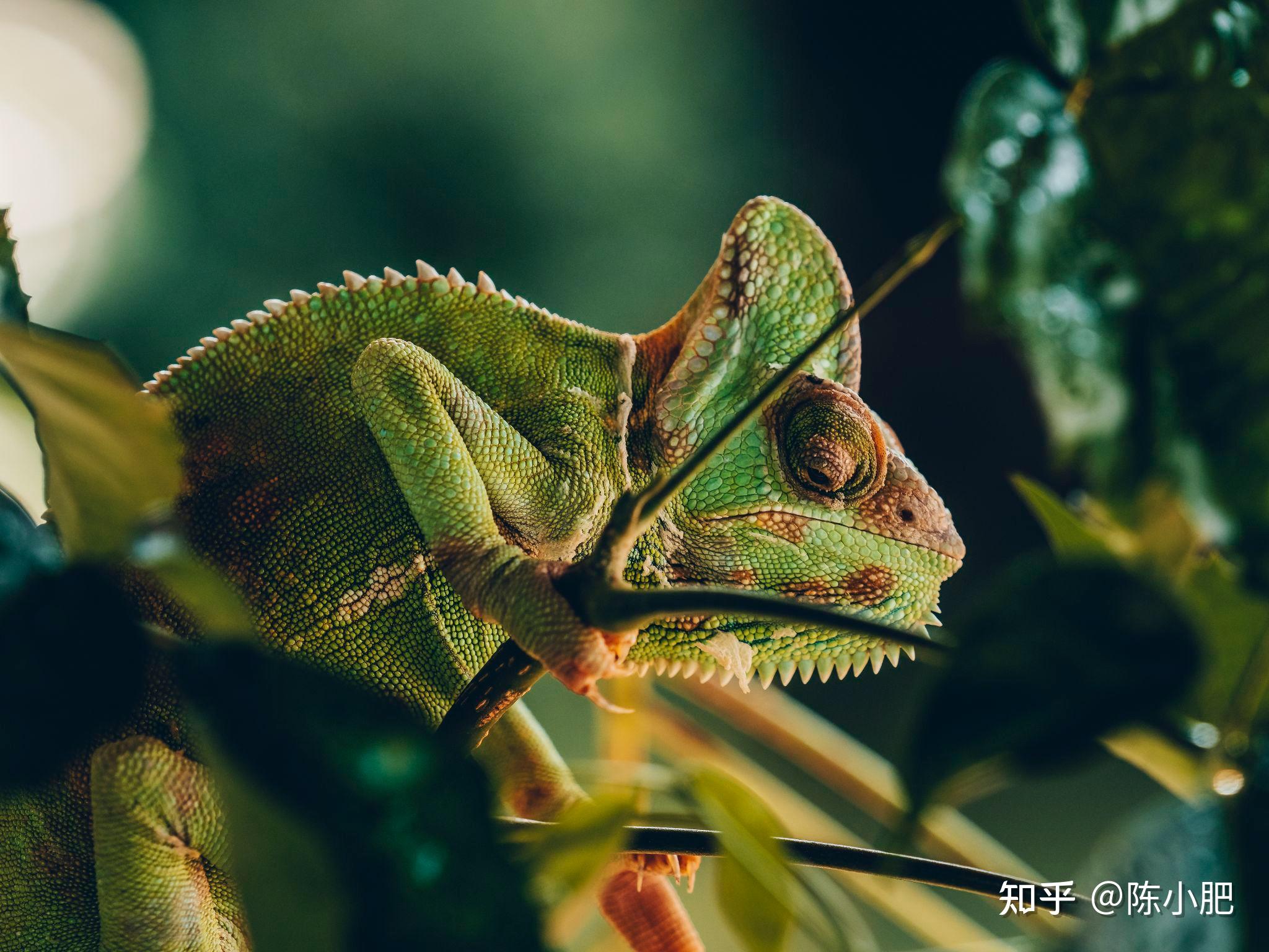 天子守国门——奥林巴斯40-150mm F2.8 PRO使用体验 - 知乎