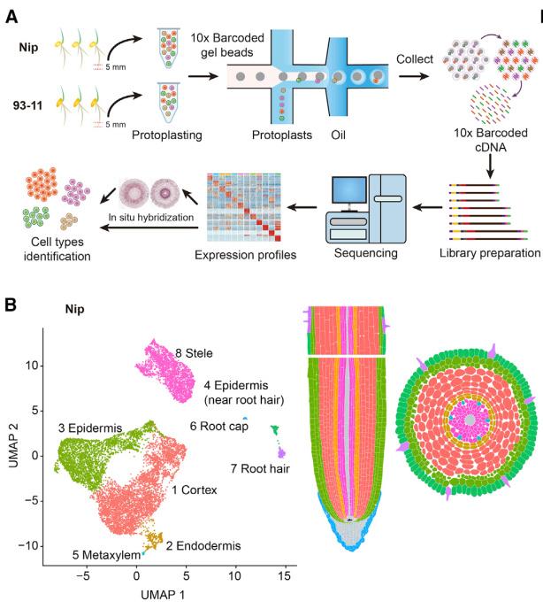 科研盘点 | 单细胞转录组测序在植物研究中的应用 - 知乎