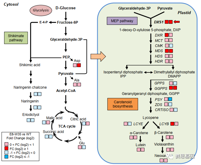 【New Phytol】SlWRKY35通过激活番茄果实中的MEP途径，从而促进类胡萝卜素的生物合成 - 知乎