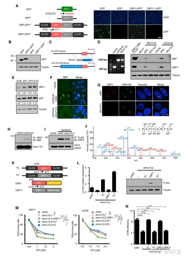 IF:19.328｜靶向lnc15.2/PACMP，改善癌症治疗临床效益的“新先锋” - 知乎