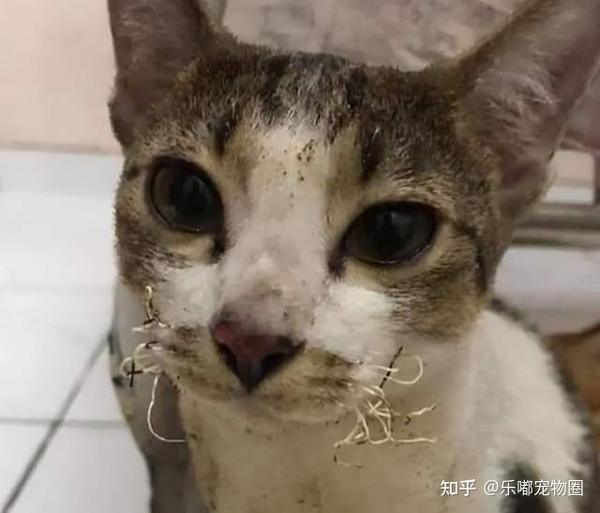 天儿一冷猫猫齐刷刷开启 烤火”模式,小猫咪你这是在玩火啊 知乎