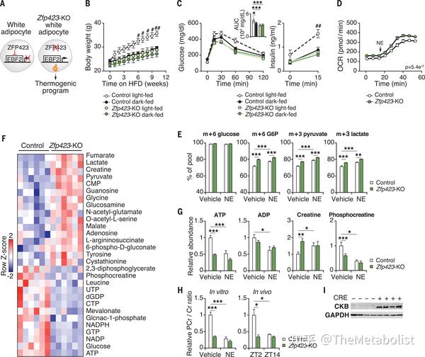 代谢学人--Science：限时进食，快乐减肥 - 知乎