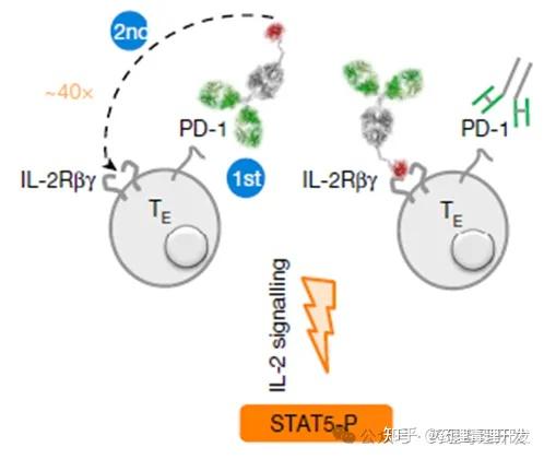 云开见日月，直上九天霞—IL-2的一路传承和路线之争 - 知乎
