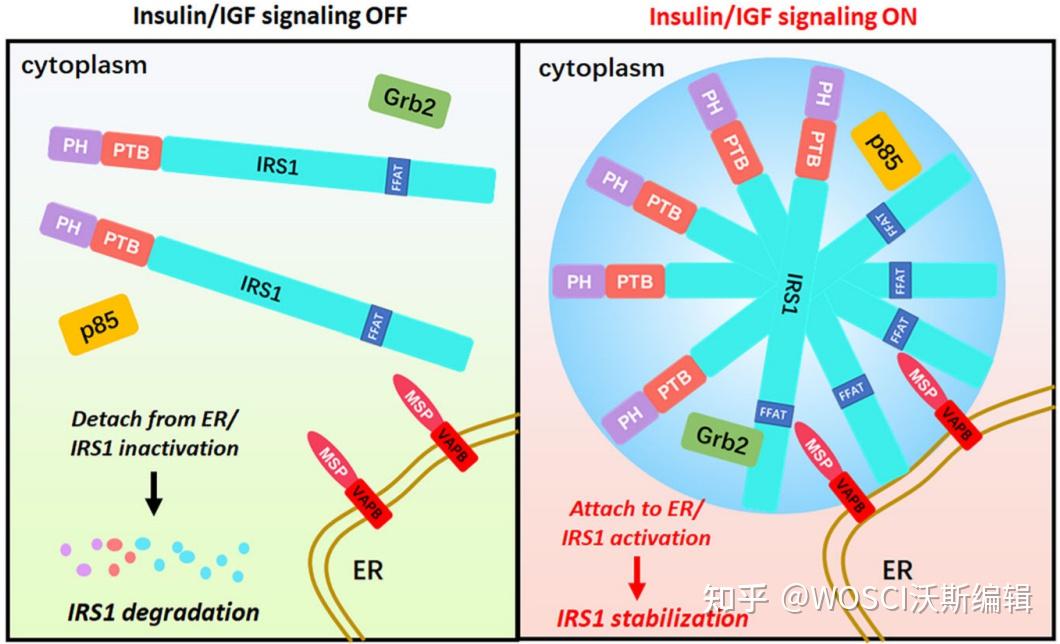 Cell Discov | 浙江大学发现胰岛素/IGF信号传导调节的新机制 - 知乎