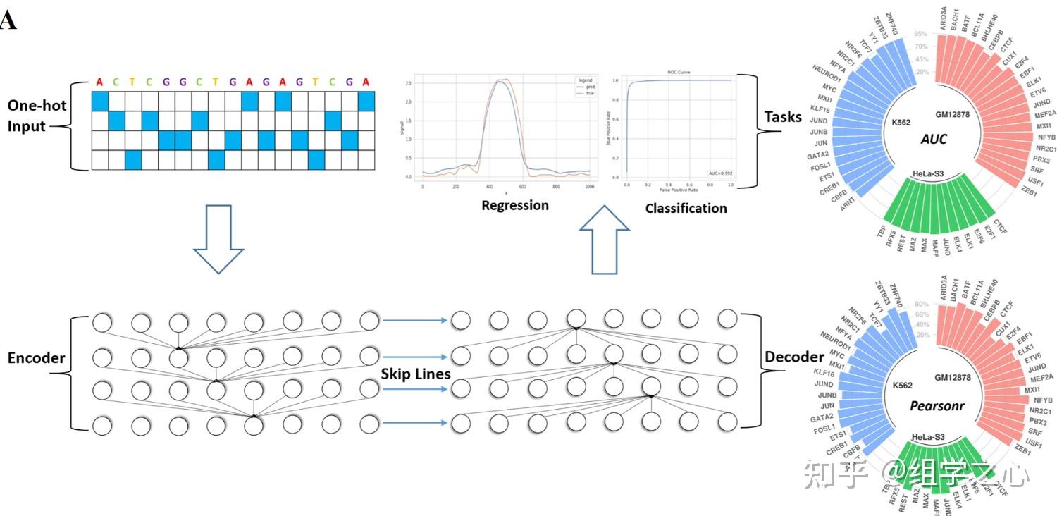 Nat Rev Genet | 如果DNA序列能“说话”？深度学习S2E（序列2表达）模型正在听懂基因组的调控秘密！ - 知乎