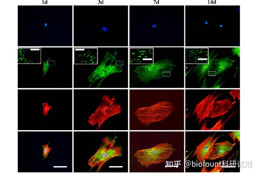 Phalloidin-TRITC荧光染料 - 知乎