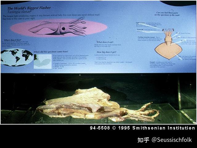 一些冷门巨型鱿鱼的介绍（待更新） - 知乎