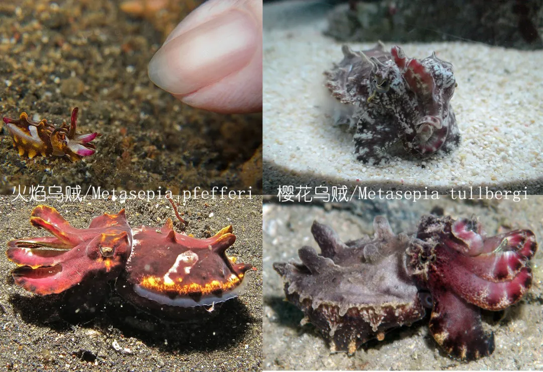 明了海鲜｜乌贼、墨鱼、鱿鱼、章鱼都有什么不同（中）（作者：Zam） - 知乎