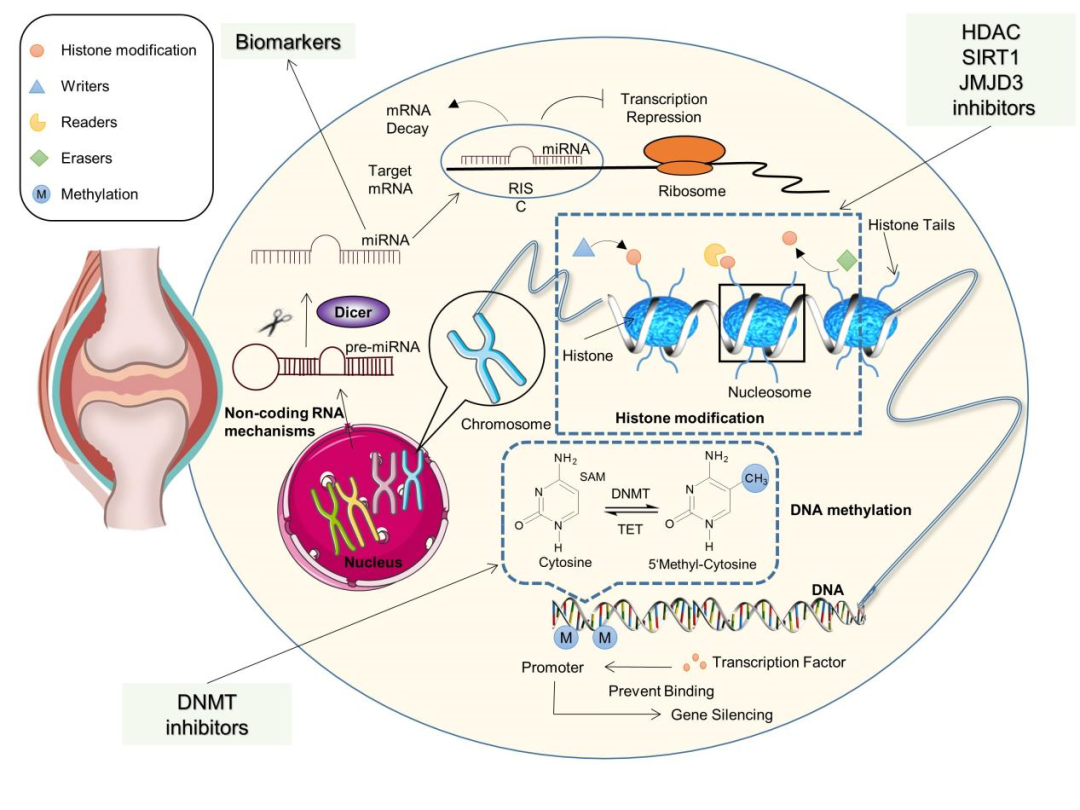 STTT 综述︱澳门科技大学朱依谆团队阐述类风湿性关节炎的新信号通路以及新靶点 - 知乎