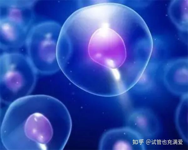 卵泡发育是不是越圆越好 知乎