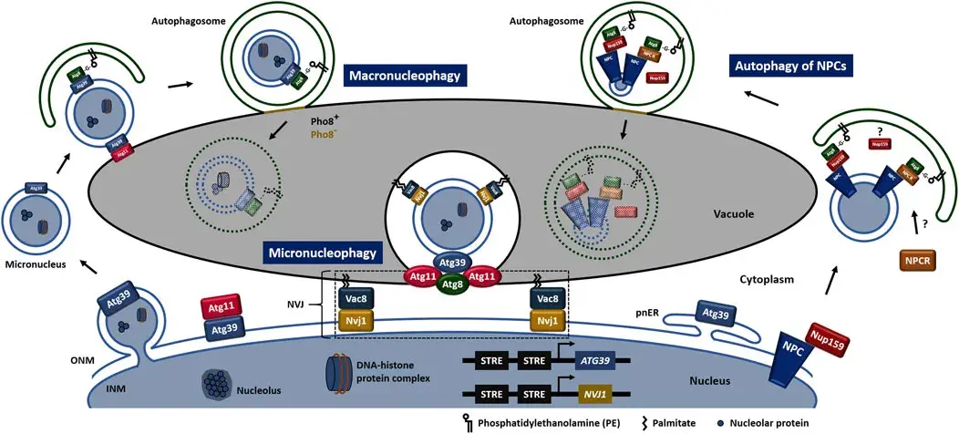 Front. Cell Dev. Biol|Nektarios Tavernarakis综述了疾病中的细胞核自噬事件 - 知乎