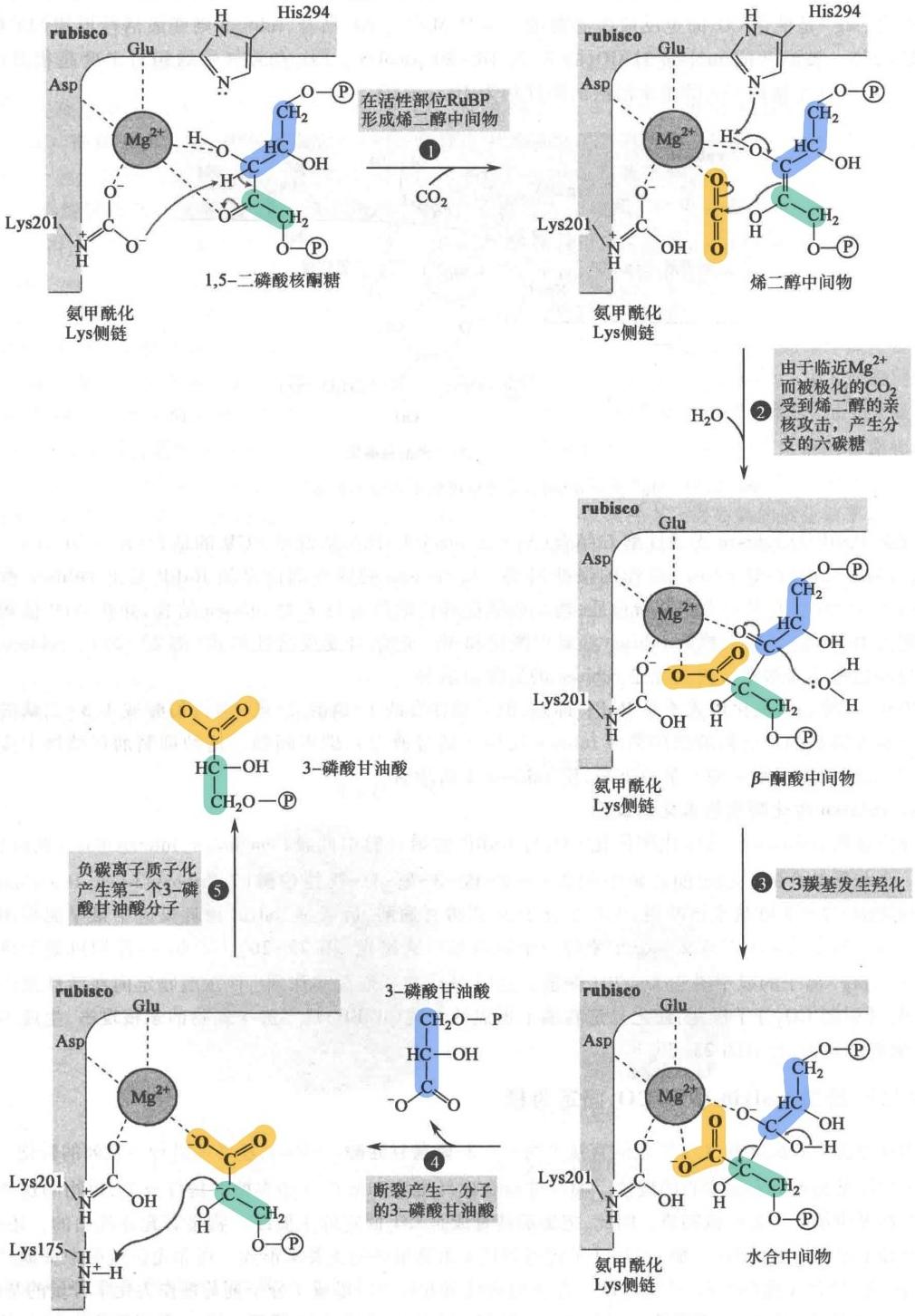 聊聊RuBisCO - 知乎