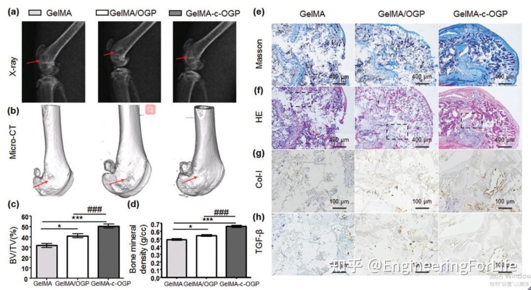 AHM: GelMA+骨生长肽共交联水凝胶用于骨再生 - 知乎