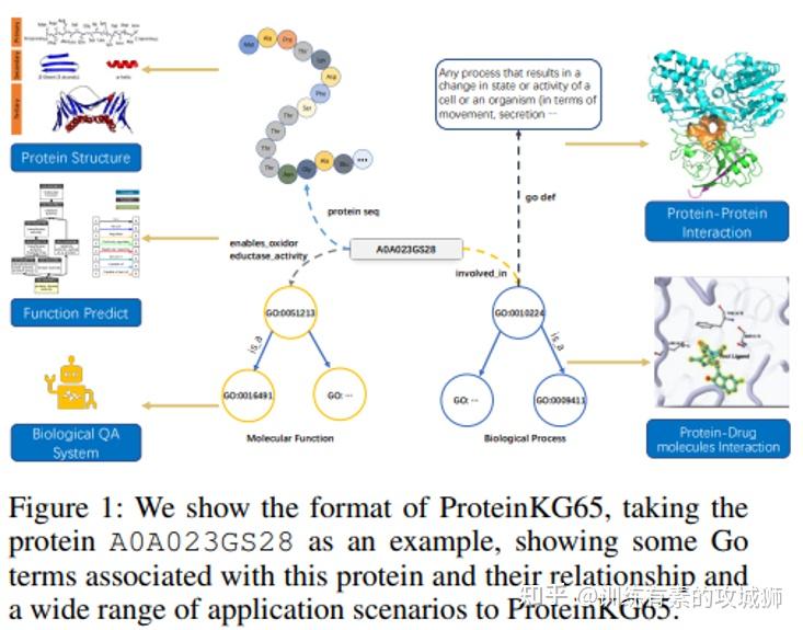 随笔短文: Multi-modal Protein Knowledge Graph Construction and Applications ...