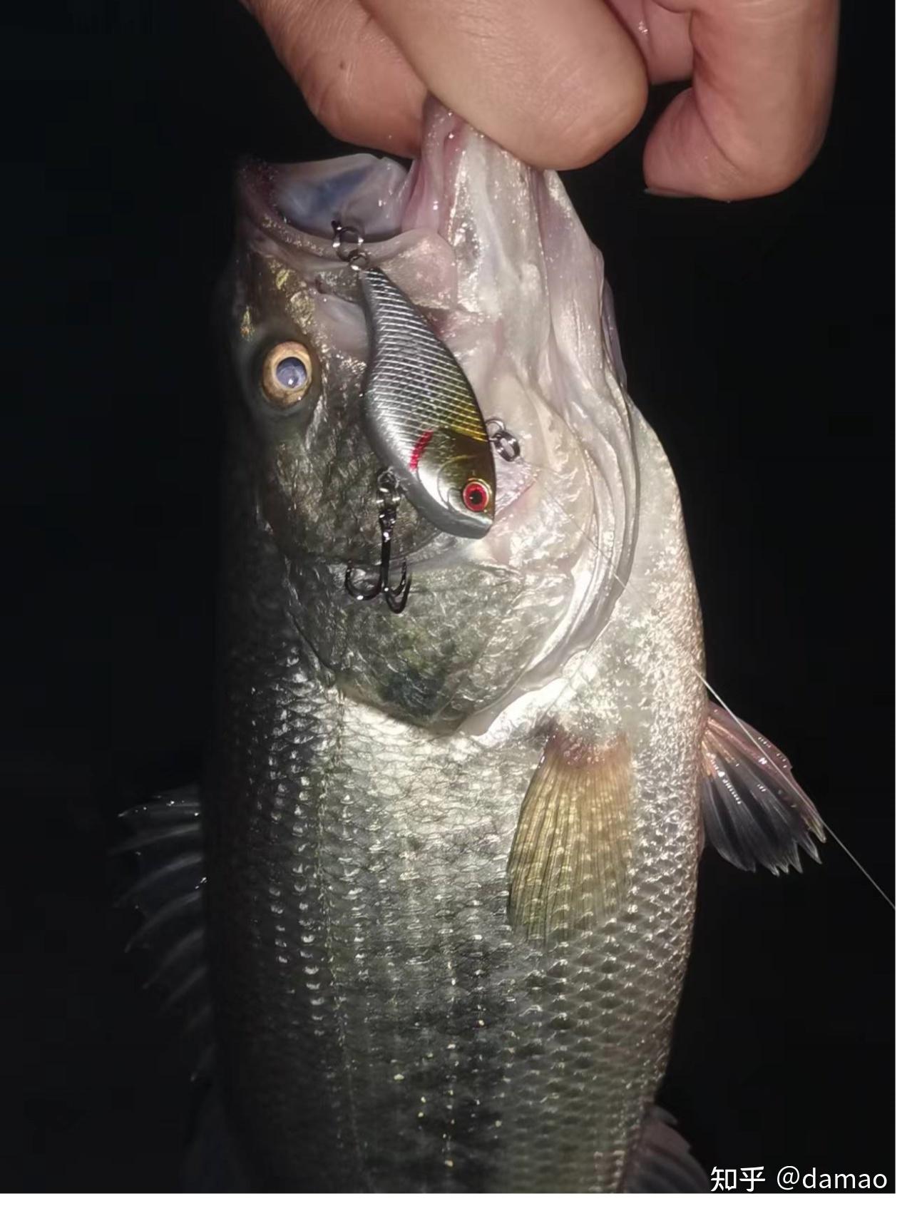 路亚百科：出钓必备的VIB - 知乎